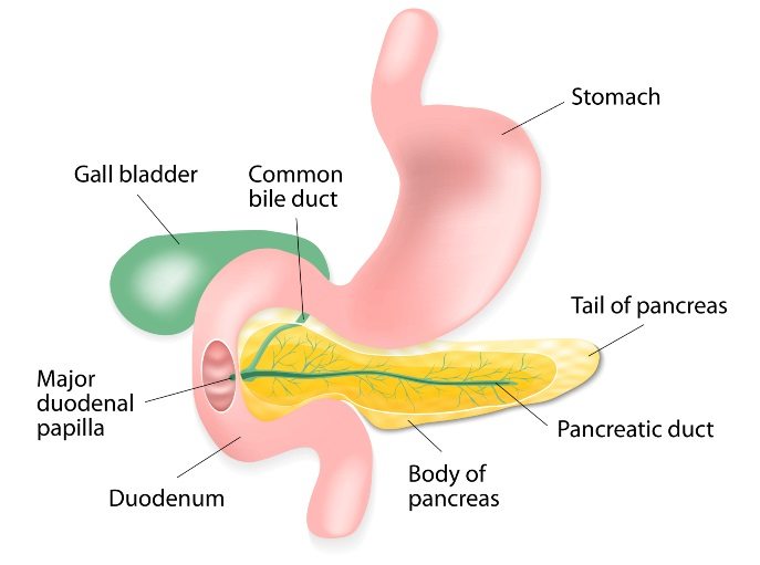 What Is An Ercp And What Is Its Purpose at Caitlyn West blog